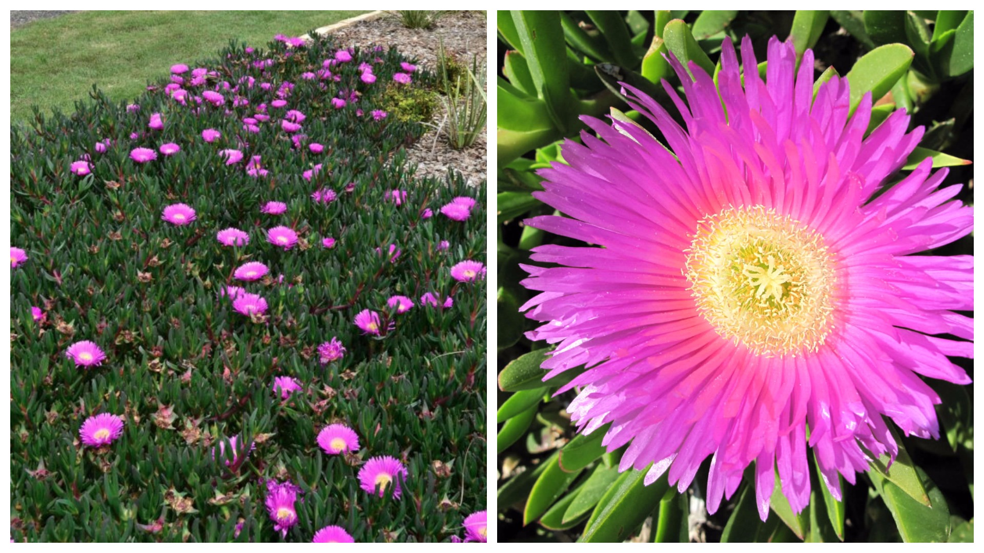 3 Plants that Look Awesome in Spring and Summer - Growing Rooms ...